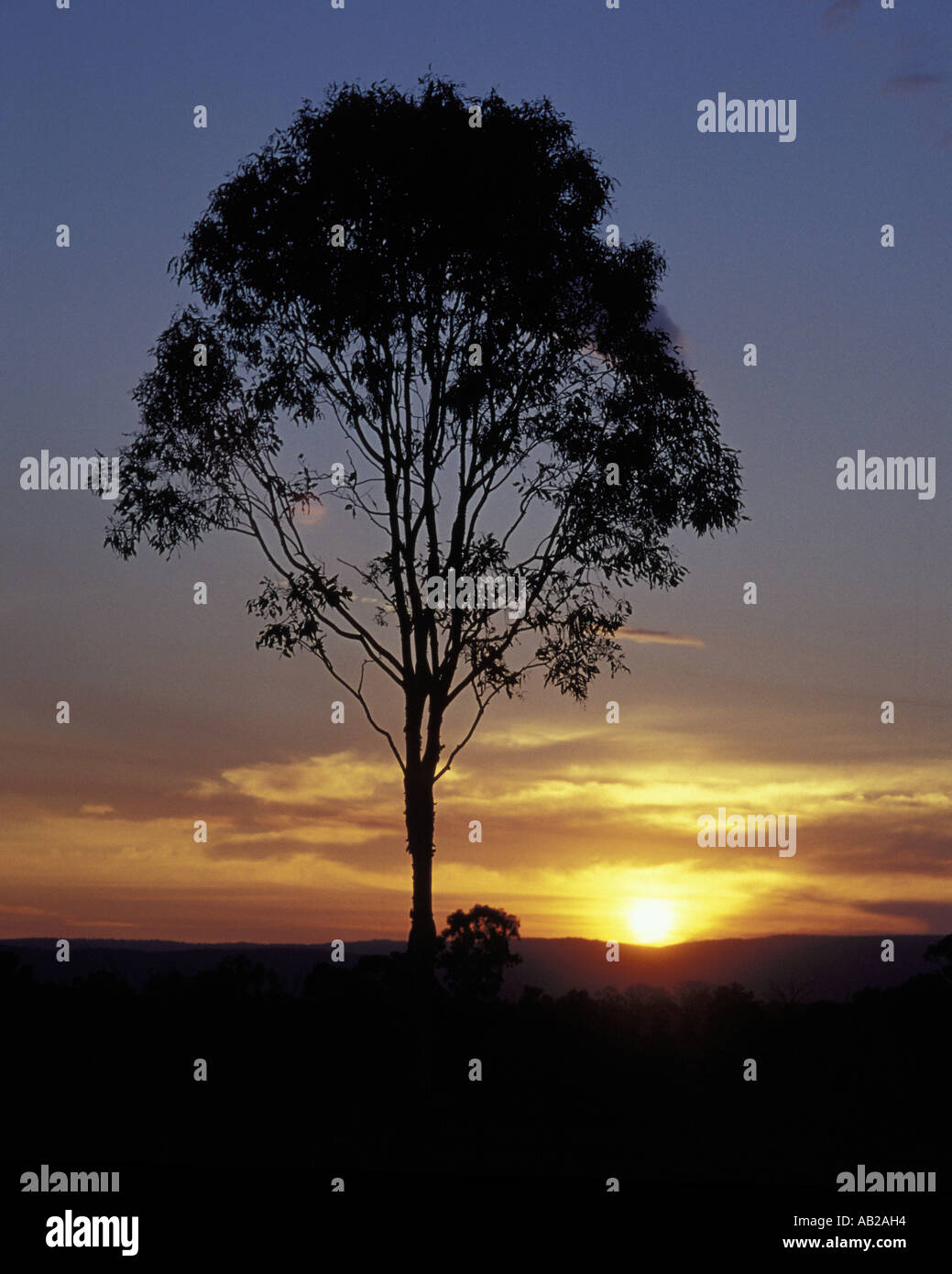 Australia - Outback Tree Stock Photo - Alamy