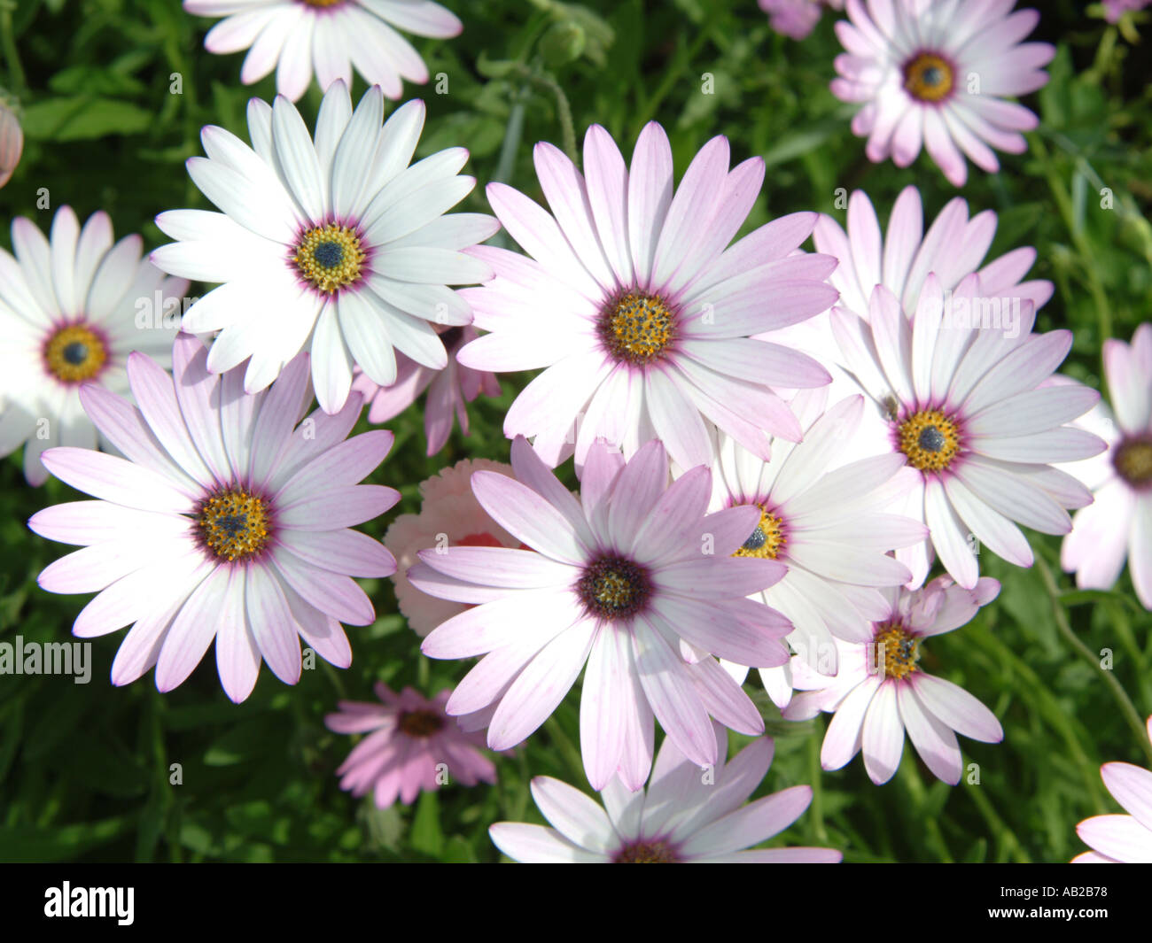 White Velt Daisies Gloucestershire England UK Europe Stock Photo - Alamy