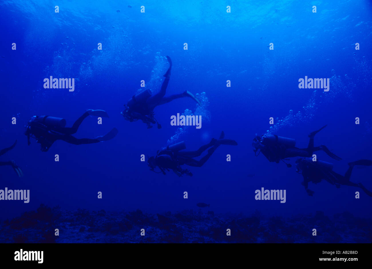 Group of divers at Blue Corner Palau Micronesia Stock Photo - Alamy