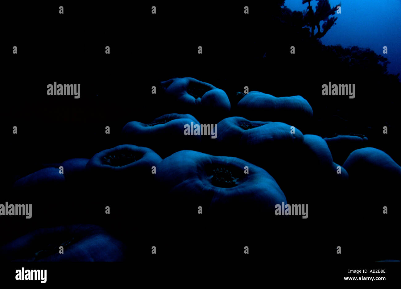 Corallimorpharia (Amplexidiscus fenestrafer) at Big Drop-Off (Ngemelis ...