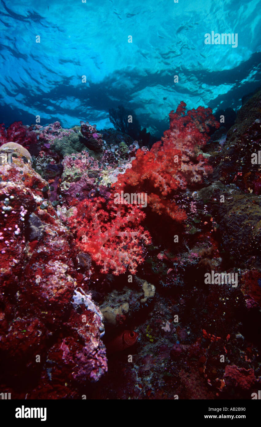 Palau big drop off hi-res stock photography and images - Alamy