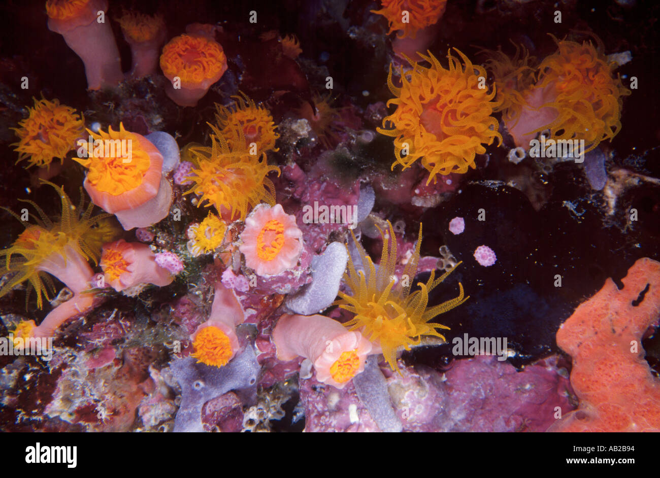 Corals in the Big Drop Off Ngemelis Wall Palau Micronesia Stock Photo ...
