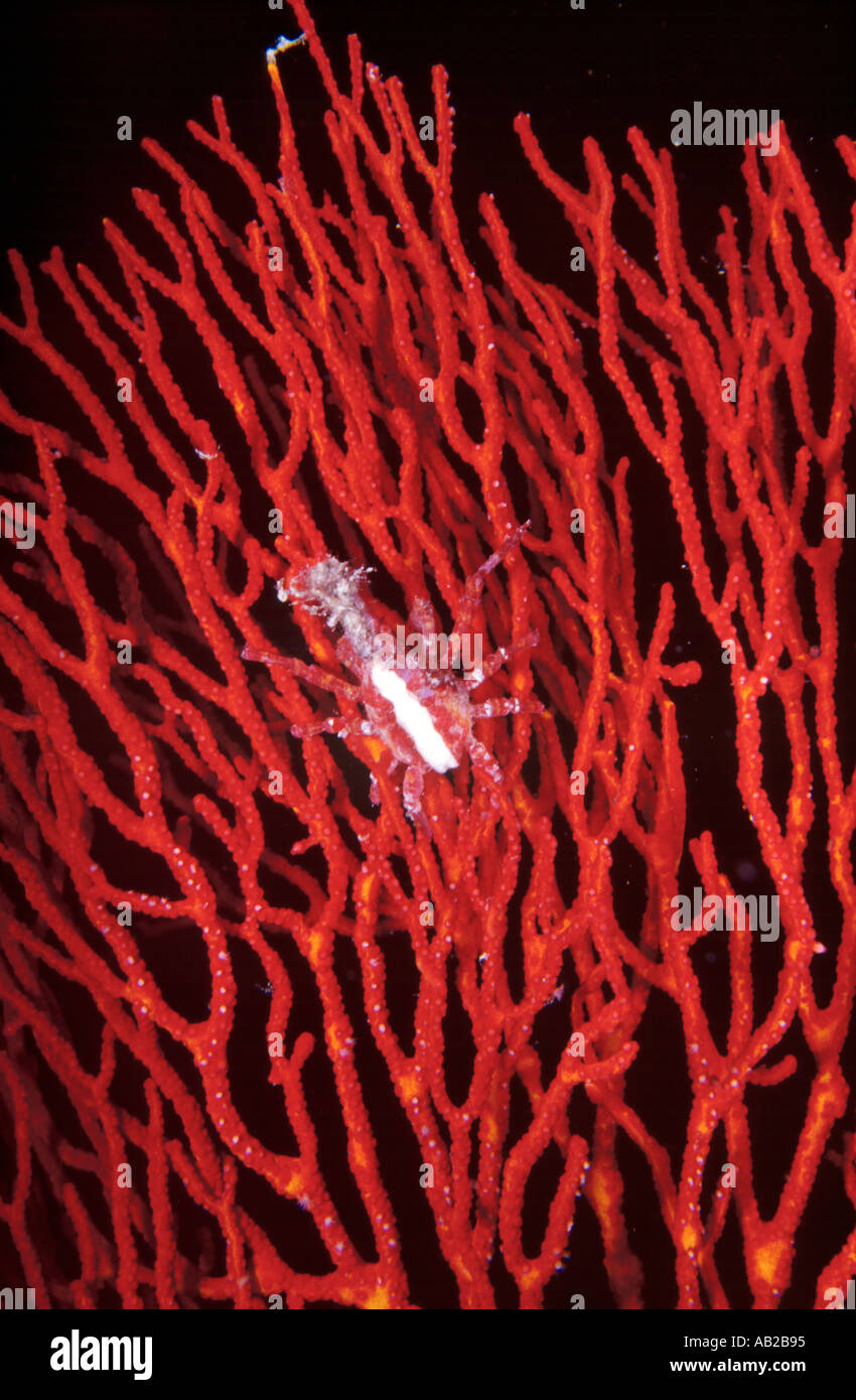 A soft coral crab Naxioides taurus on a red sea fan in the Big Drop Off ...