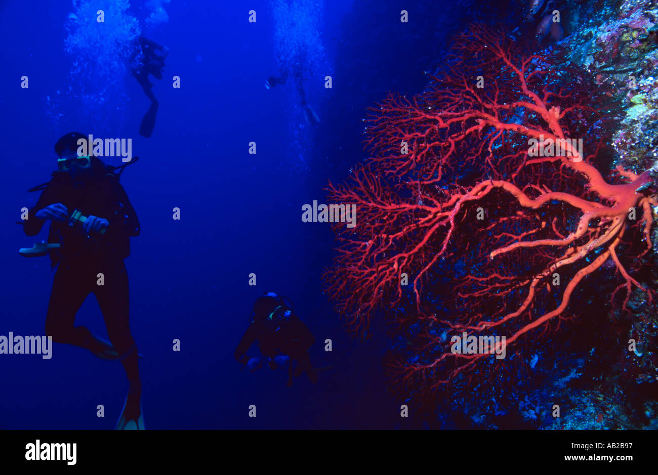 Divers and a red coral in the New Drop Off West Ngemelis Wall Palau ...