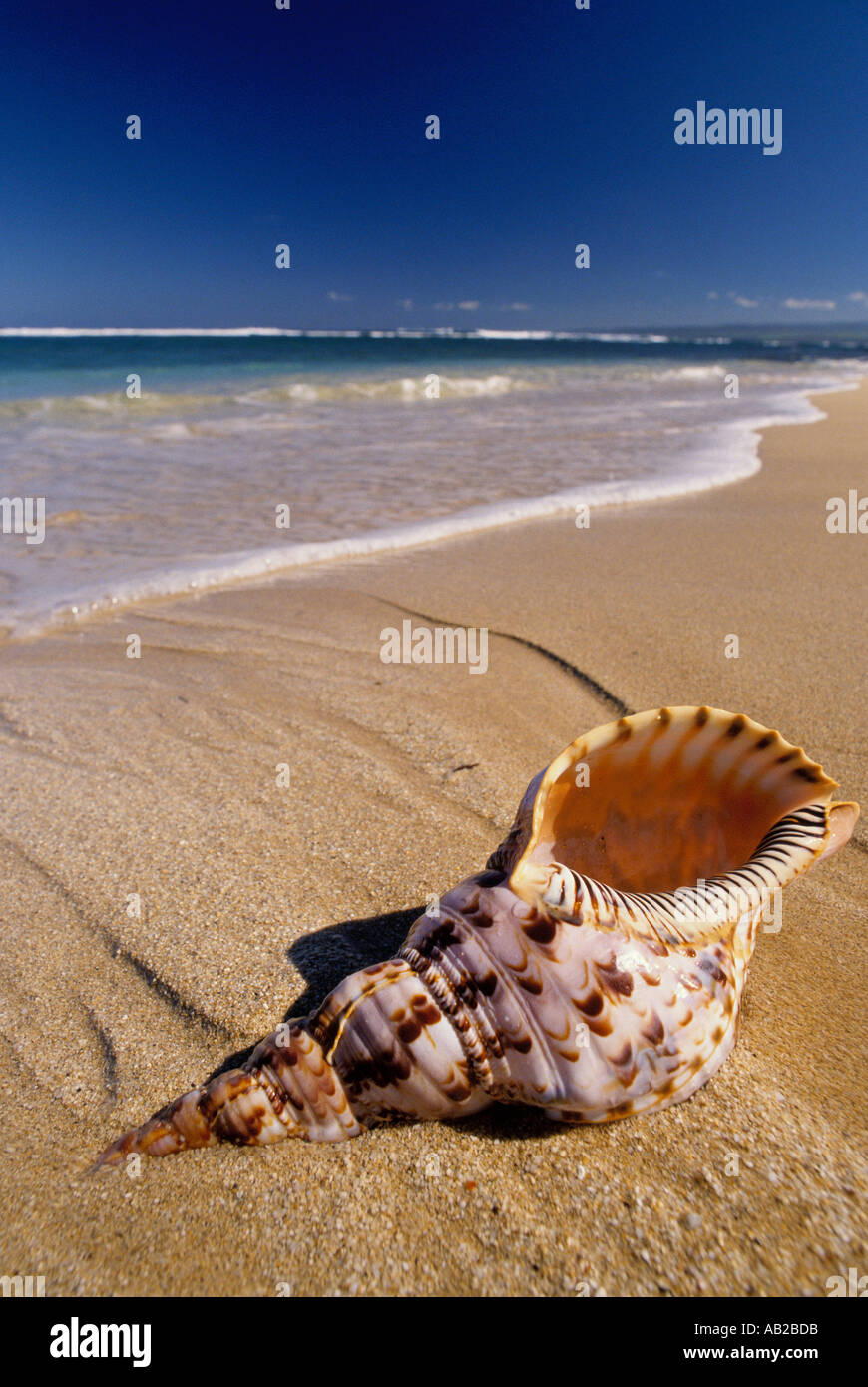 Beautiful Triton Trumpet Charonia tritonis seashell lies on the sand of ...