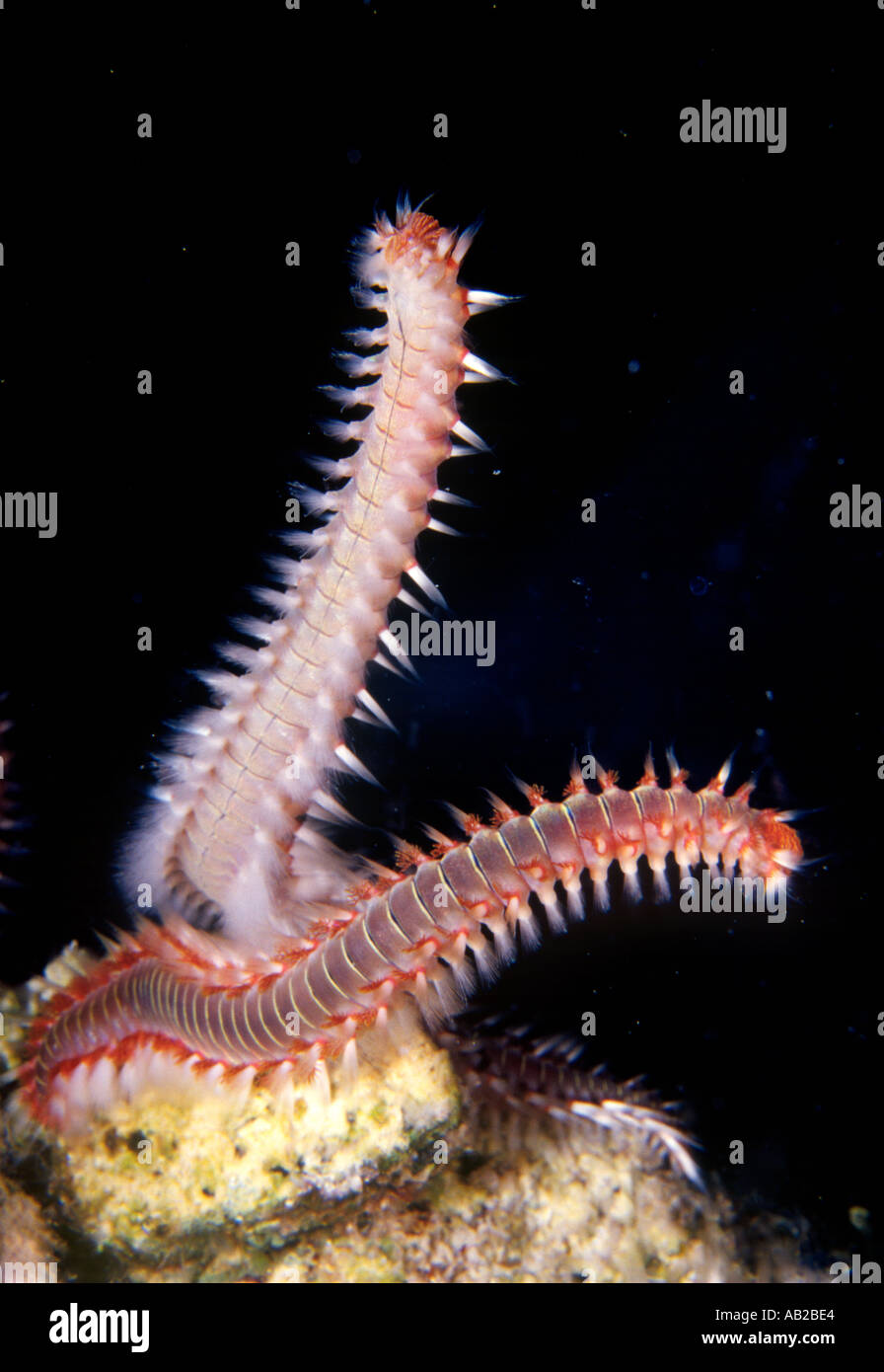 Sea centipede fireworm Hermodice carunculata underwater Fethiye bay ...