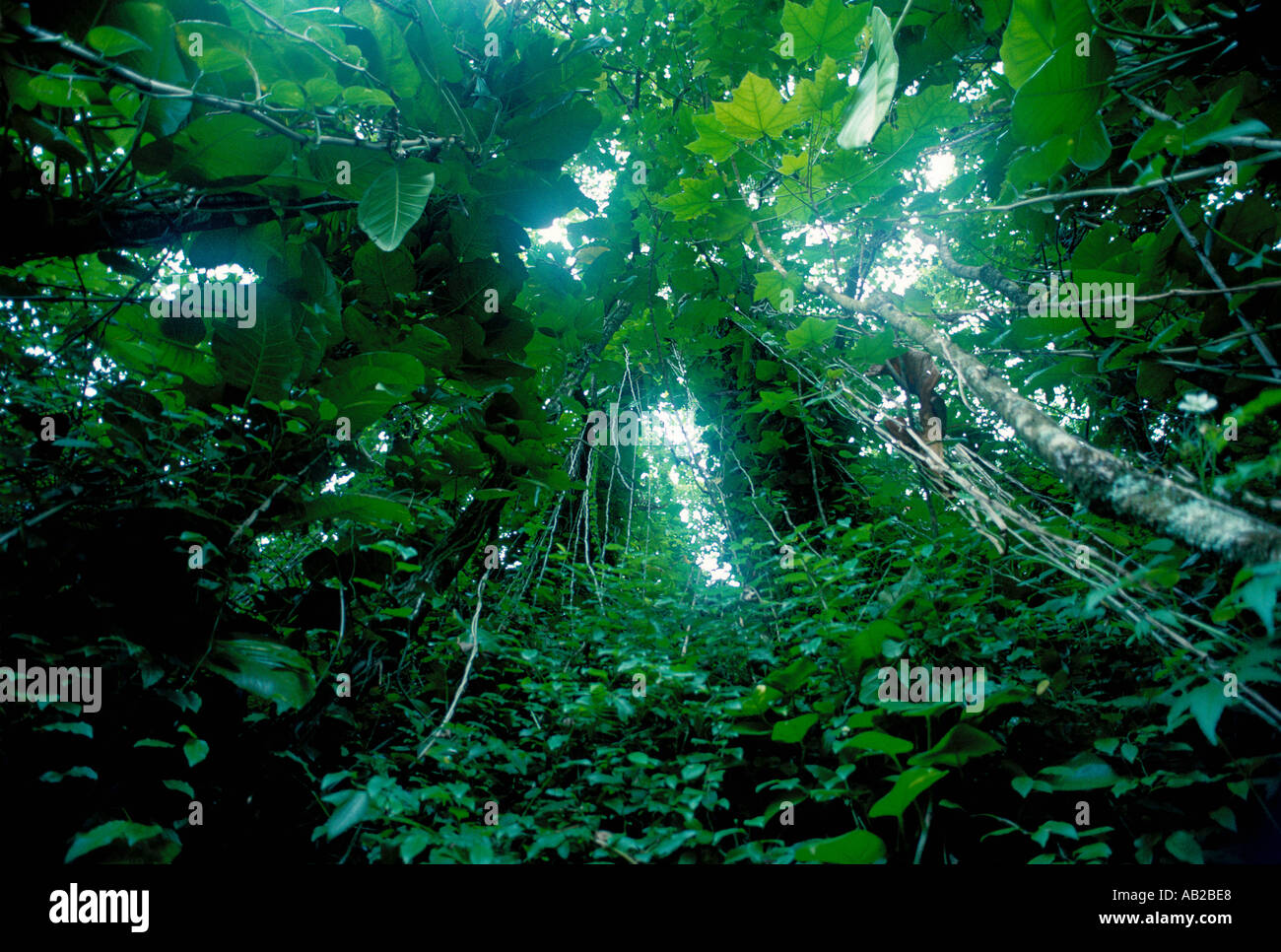 Looking straight up at the trees and vines of a rainforest canopy ...