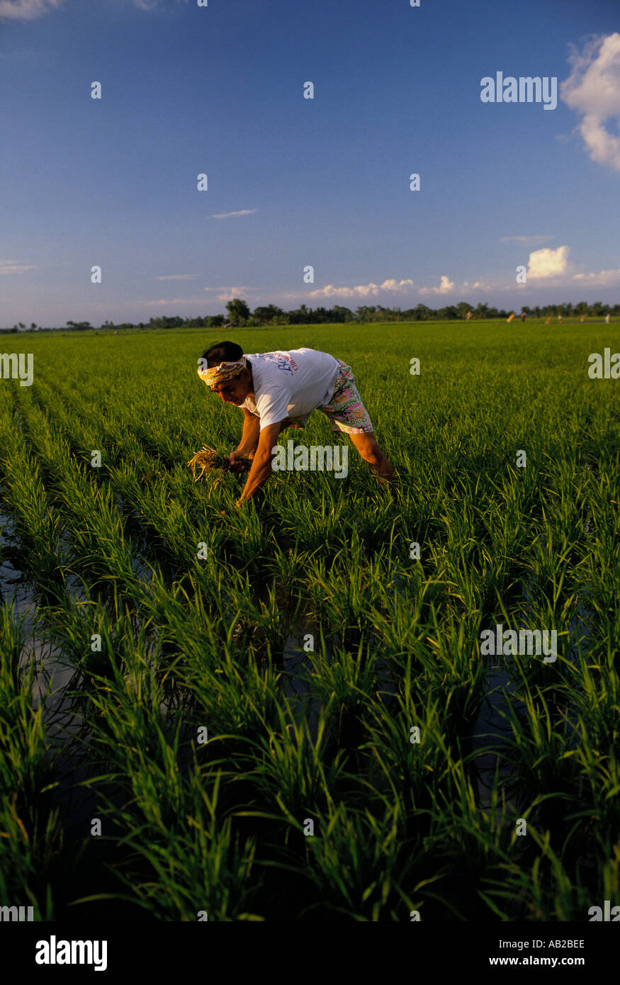 Farmer planting rice in a field Carmona Philippines Stock Photo - Alamy