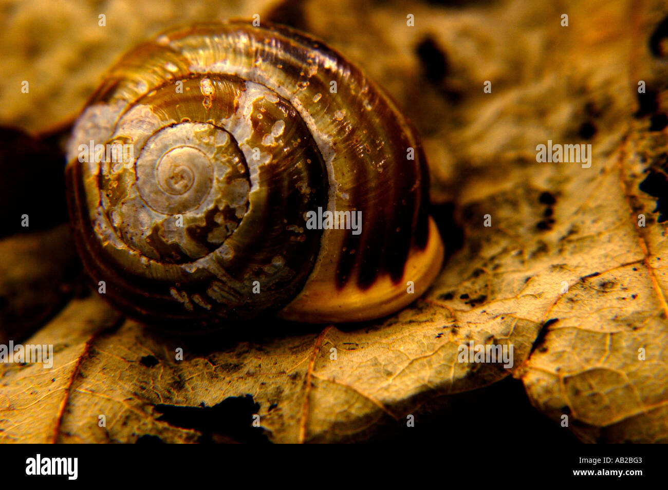 Snail shell patterns hi-res stock photography and images - Alamy