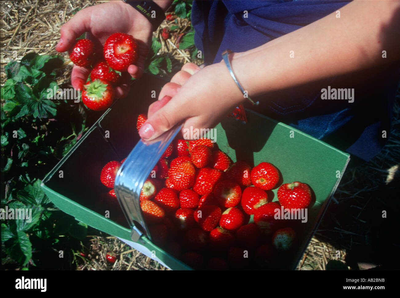 Girl Picking Strawberries Pick Your Own Farm South East Wales Stock ...