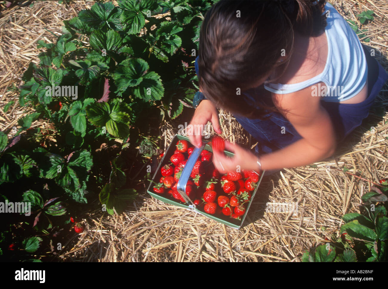 Girl Picking Strawberries Pick Your Own Farm South East Wales Stock ...
