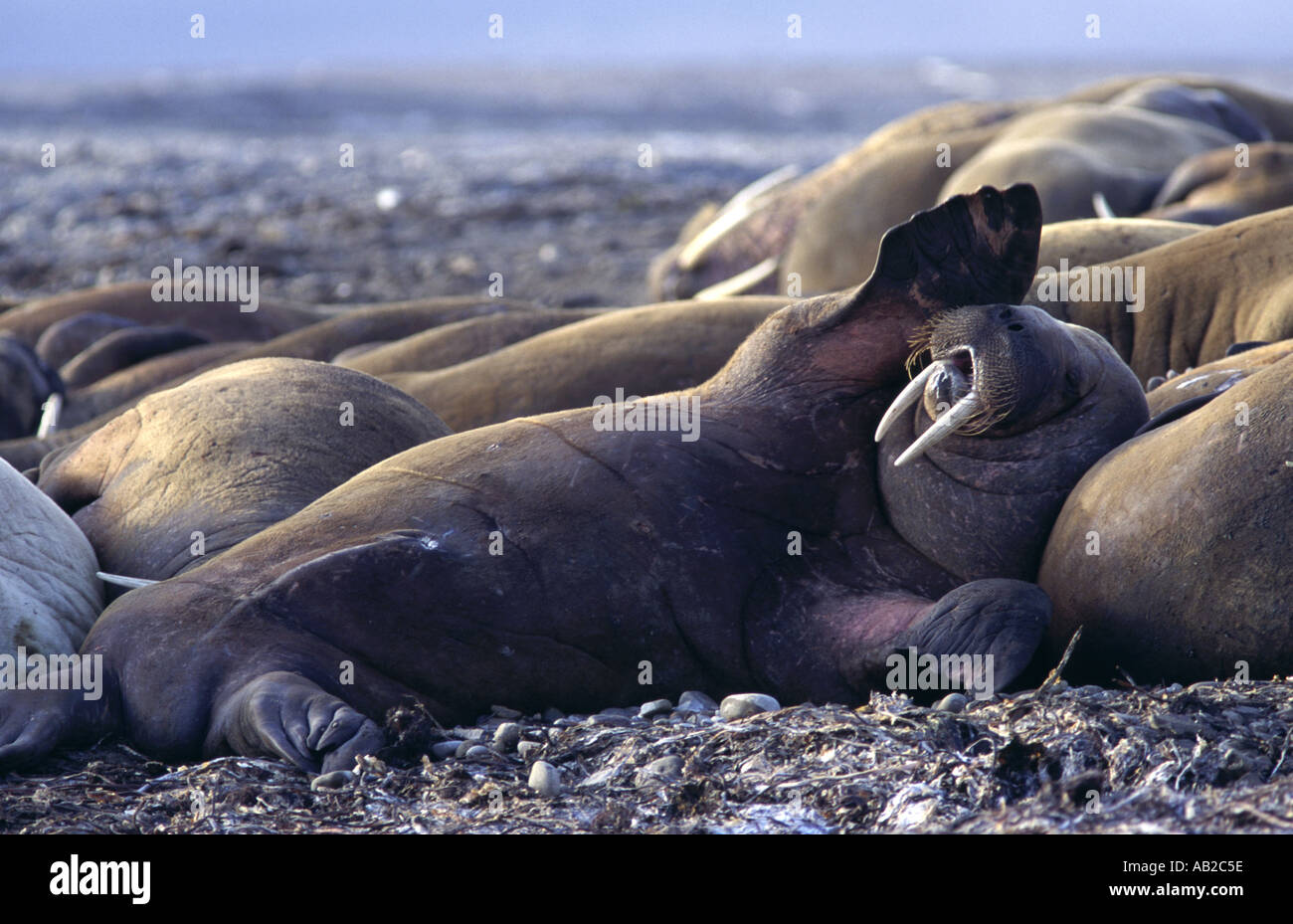 Walrus sleep hi-res stock photography and images - Alamy