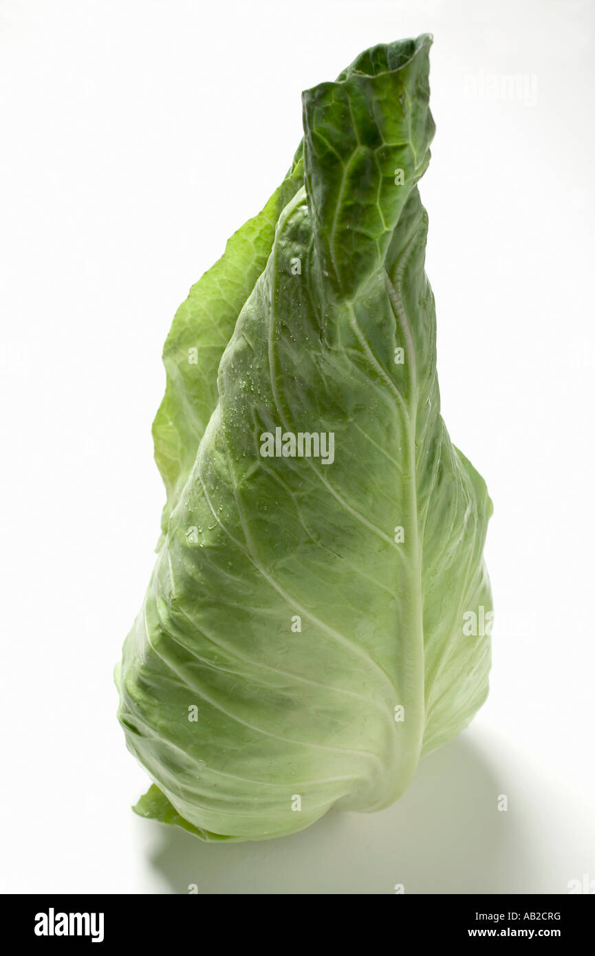 A pointed cabbage FoodCollection Stock Photo - Alamy