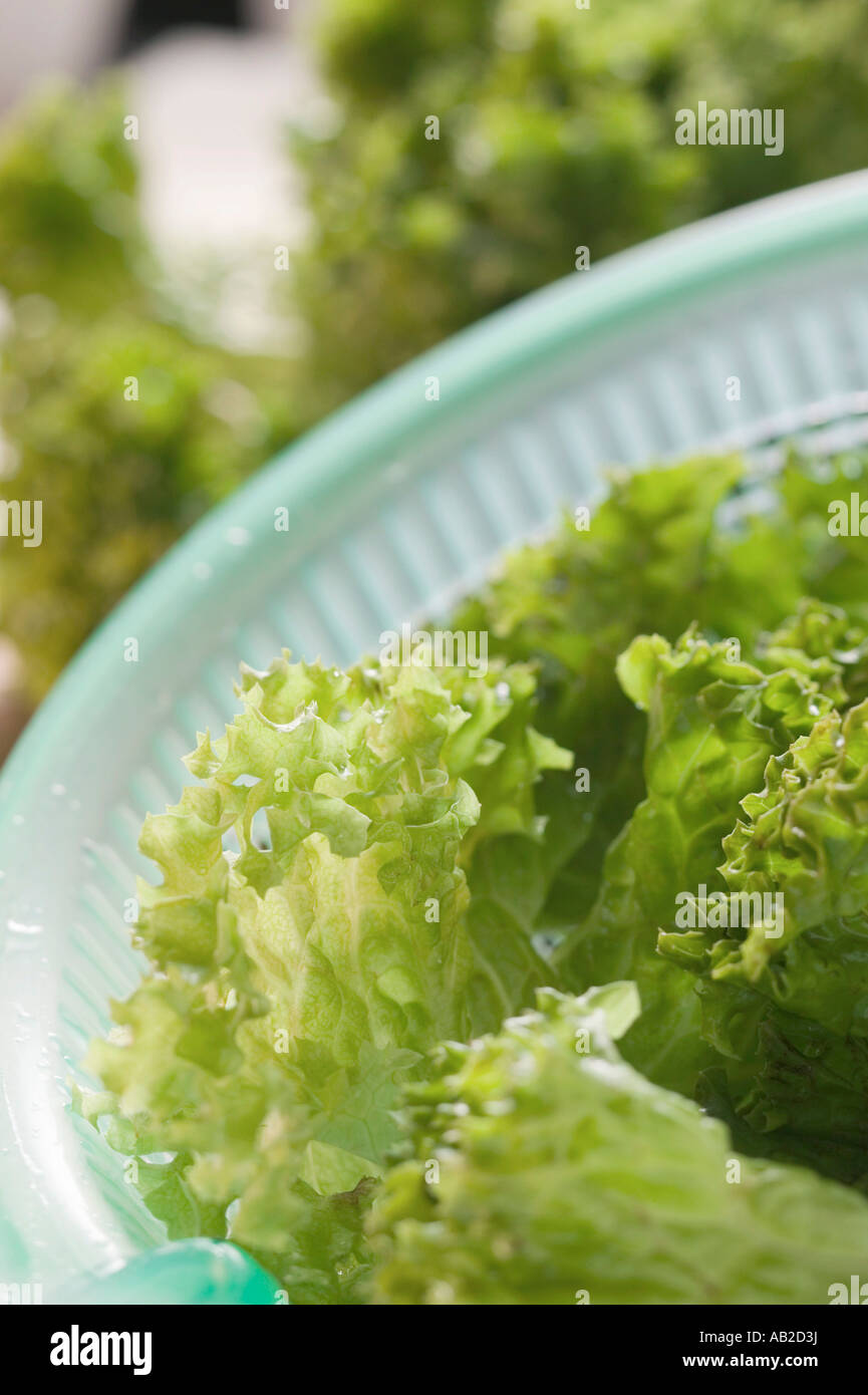 Lollo biondo in plastic strainer close up FoodCollection Stock Photo ...