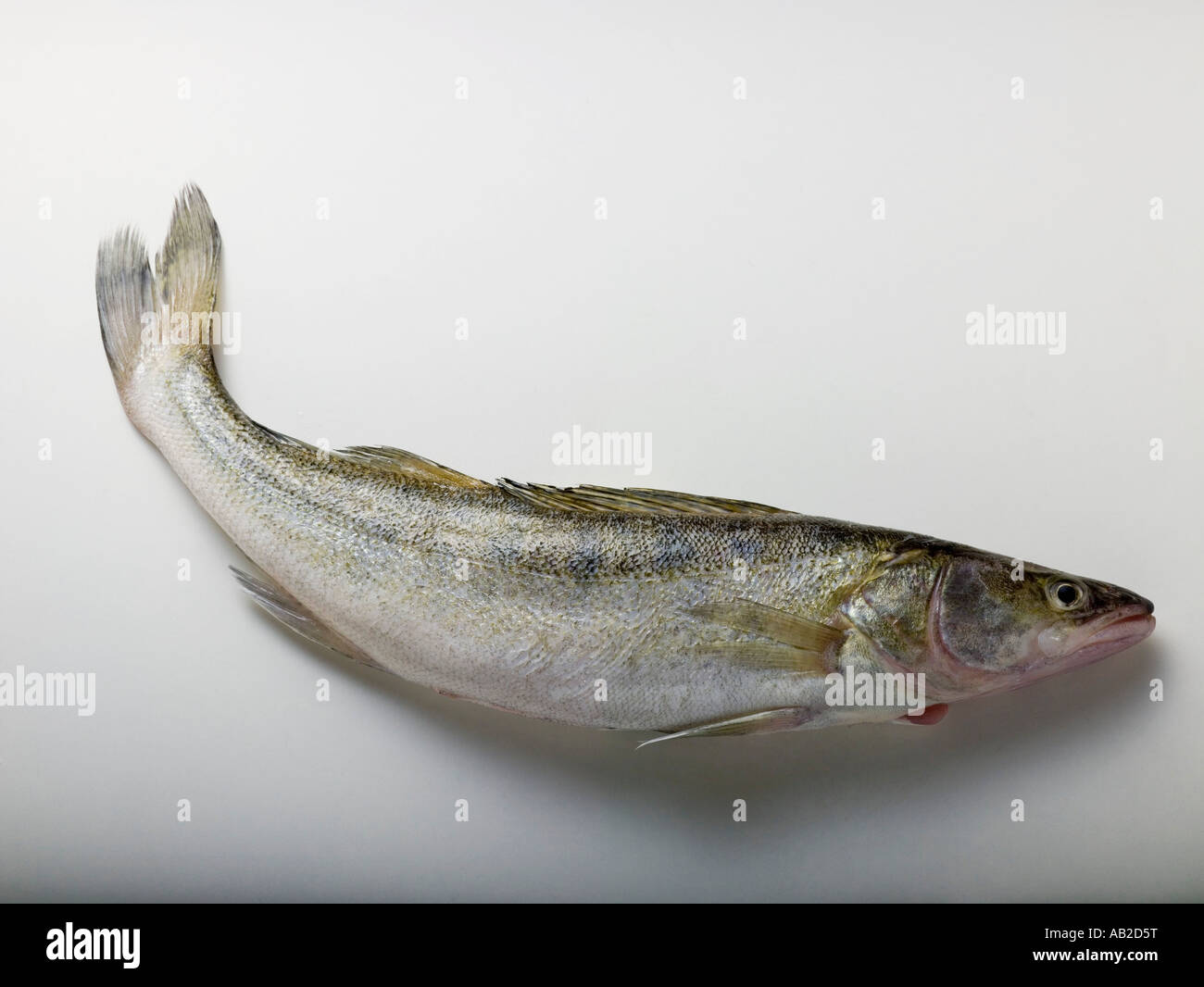 Fresh zander FoodCollection Stock Photo - Alamy