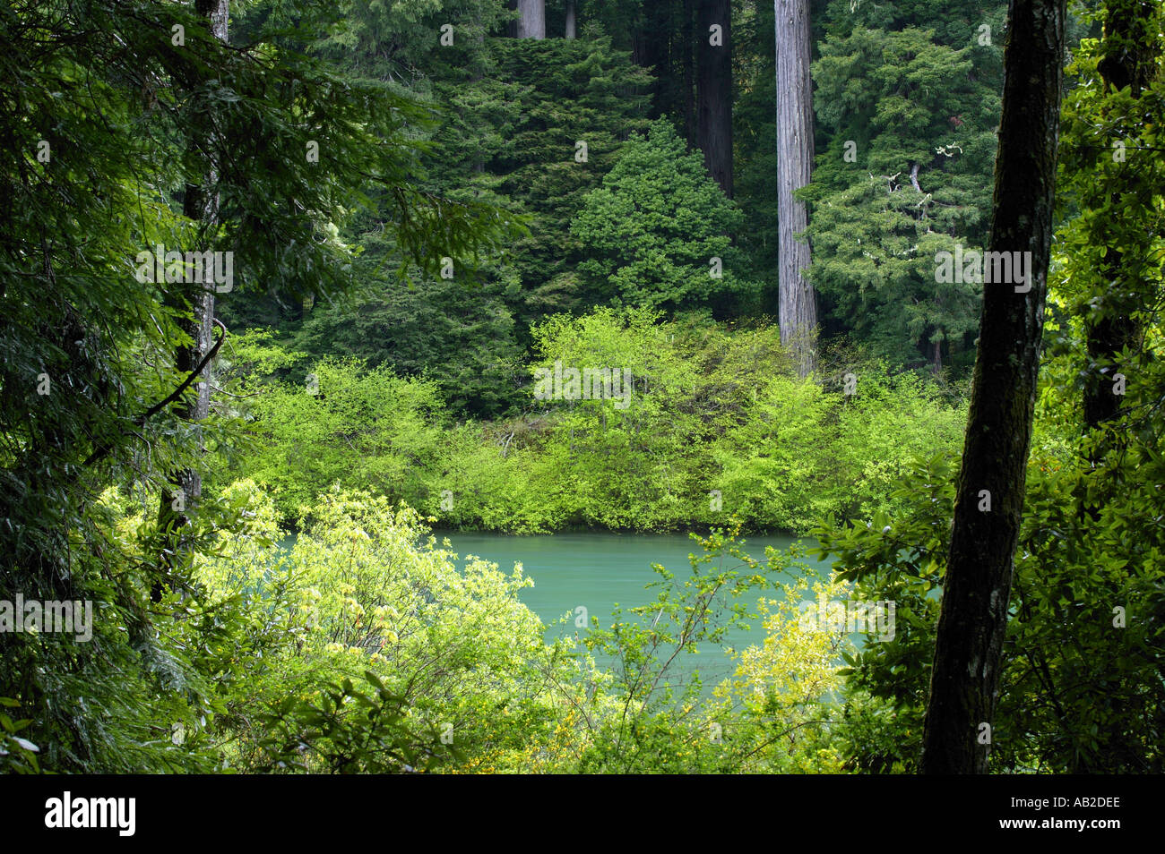 Smith River flows through the Redwood forest Jedediah Smith Redwood ...