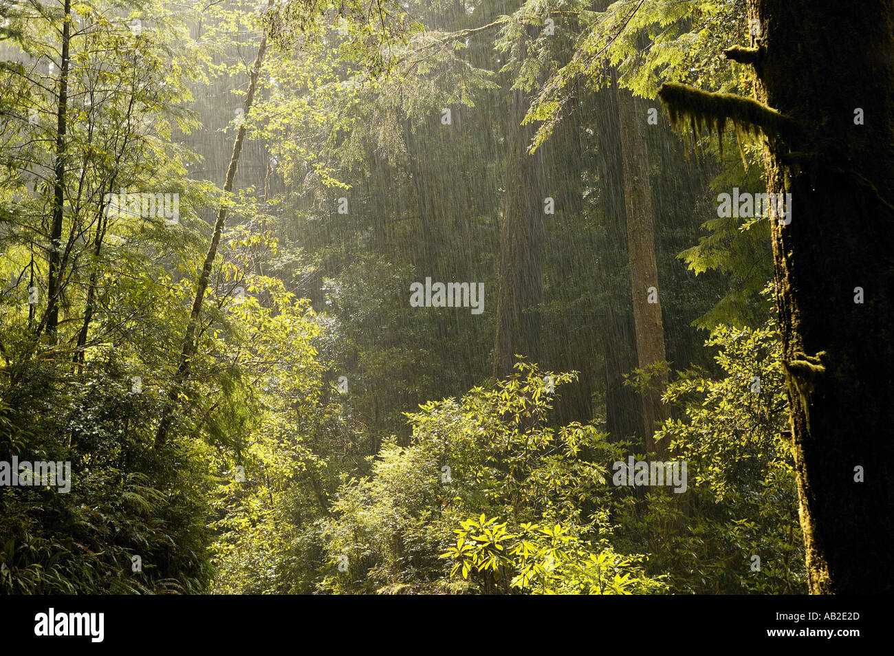 Rain falling in the Redwood Forest Jedediah Smith Redwood State Park ...