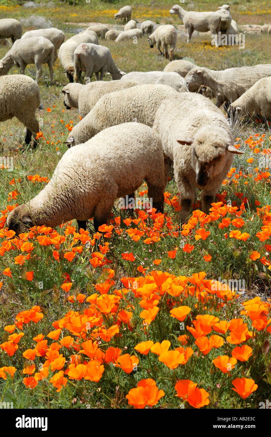 Landcaster High Resolution Stock Photography and Images - Alamy