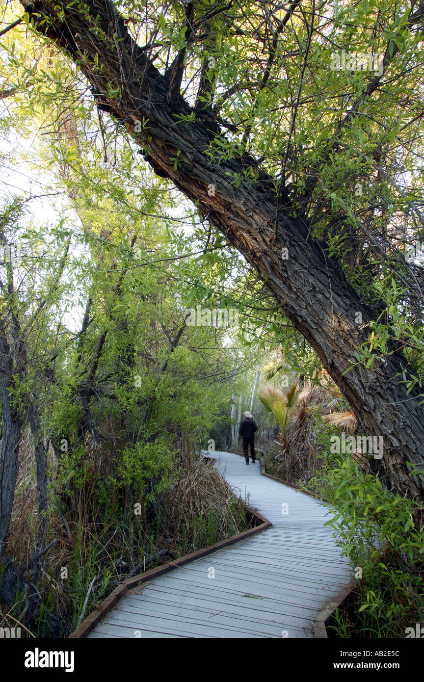 Big Morongo Canyon Preserve Marsh Loop Boardwalk Trail Morongo ...