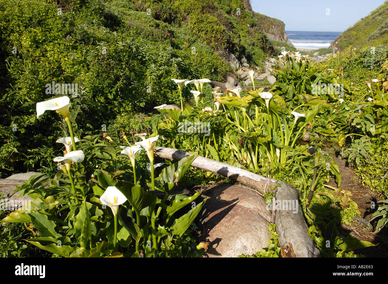 Sur ron hi-res stock photography and images - Alamy