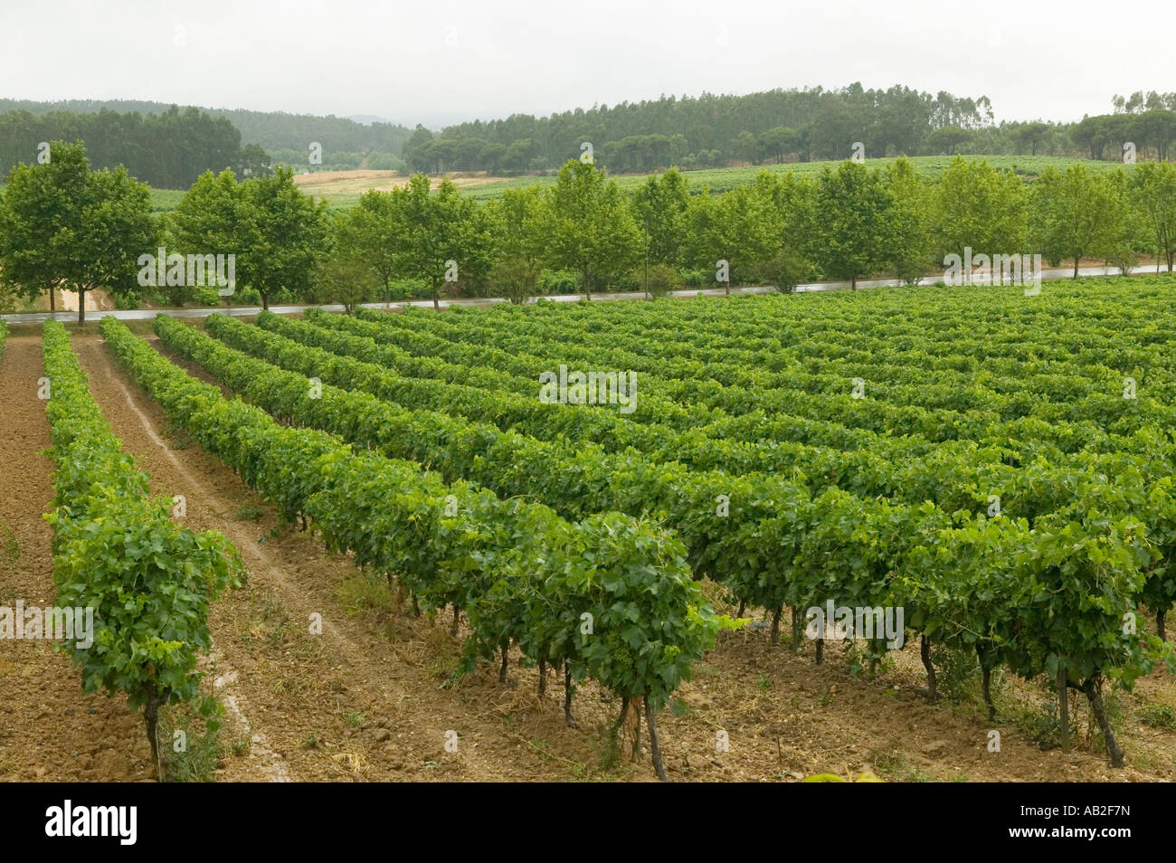 Fields of grape vineyards at Quintas da Vassala Vala Nova Vineyard in ...