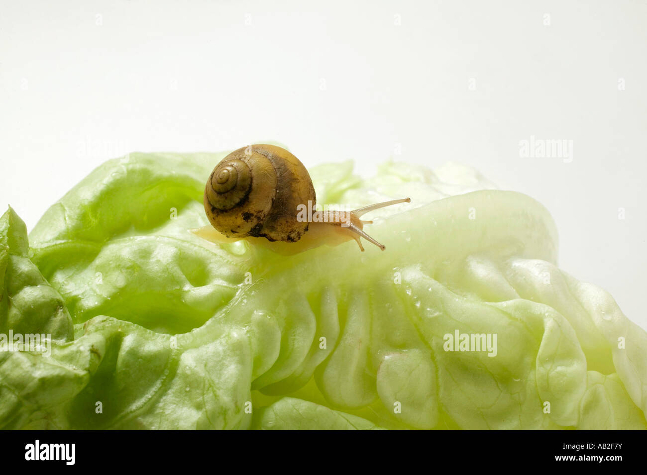A snail on a lettuce leaf FoodCollection Stock Photo - Alamy