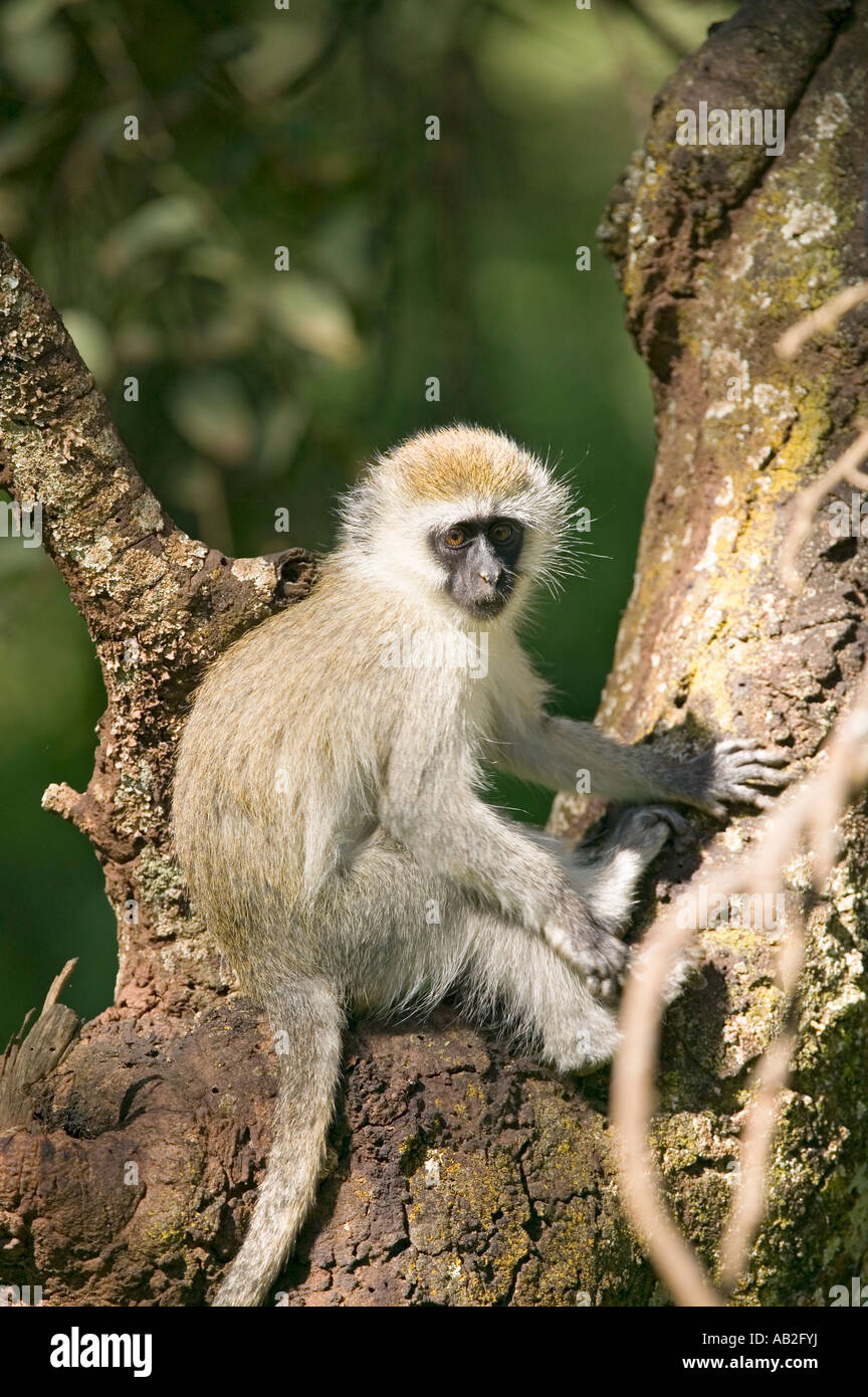 Vervit Monkey sitting in tree outside of Lewa Wildlife Conservancy ...