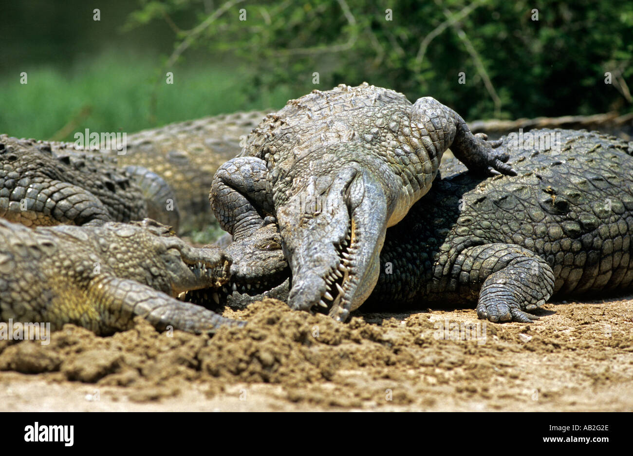 Zambia Maze island crocs fighting each other, lake Kariba crocodile ...