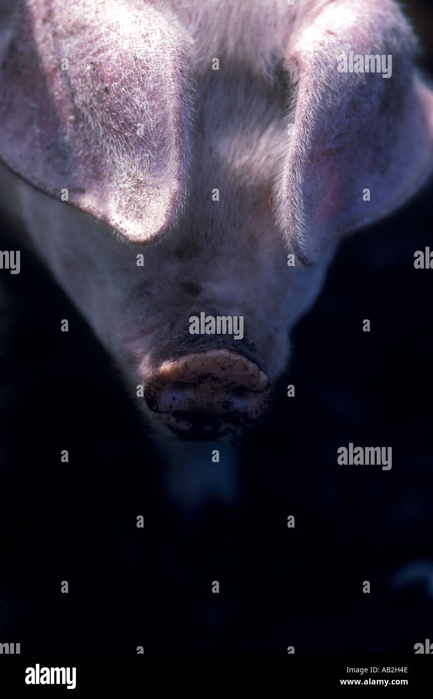 Porc head hi-res stock photography and images - Alamy