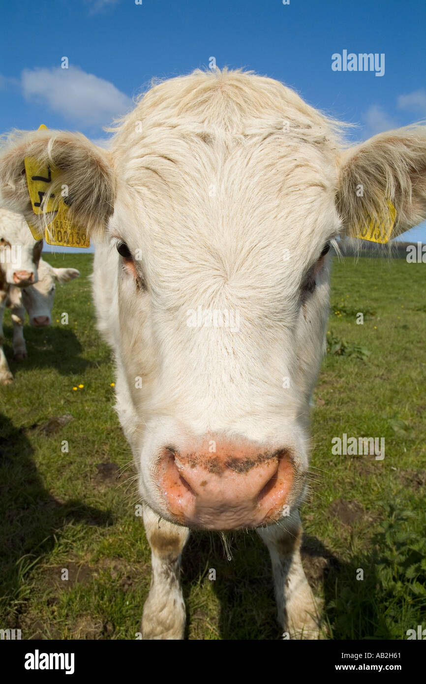dh Beef cows CATTLE UK White young beef cow close up uk face head ...
