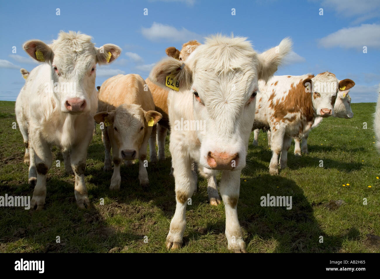 Scottish cows hi-res stock photography and images - Alamy