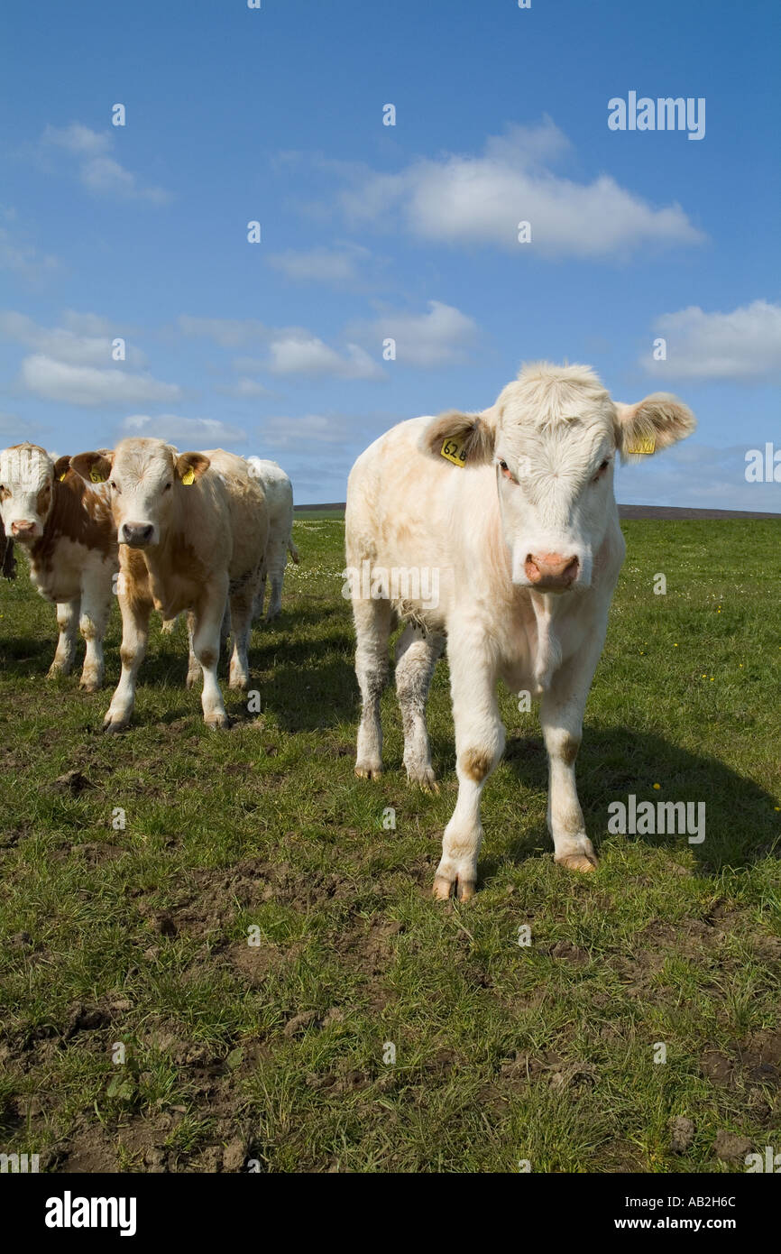 Beef Cow Orkney Cattle High Resolution Stock Photography and Images - Alamy