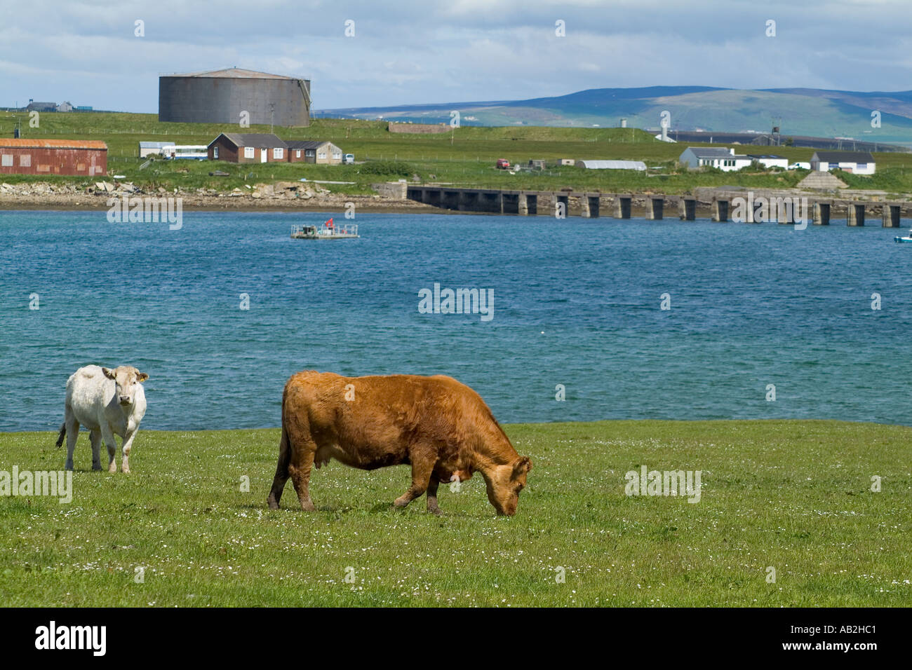 dh Lyness HOY ORKNEY Beef cattle grazing in field Heritage centre Oil ...