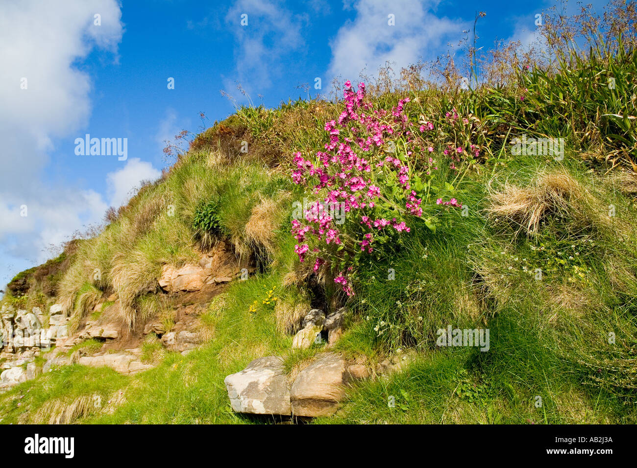 dh Red Campion PINKS UK Silene dioica growing on seashore cliff bank ...