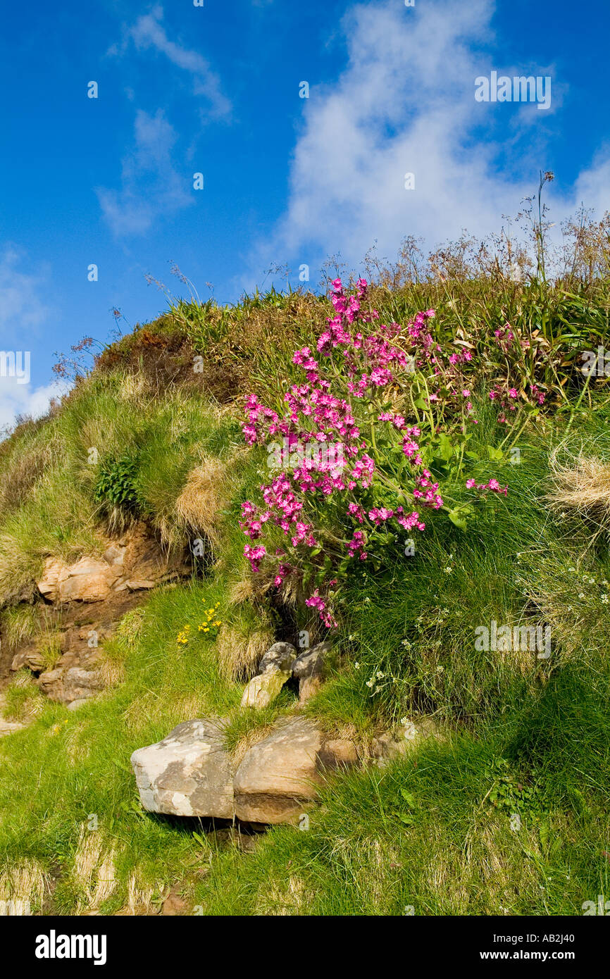 dh Red Campion PINKS UK Silene dioica growing on seashore cliff bank ...