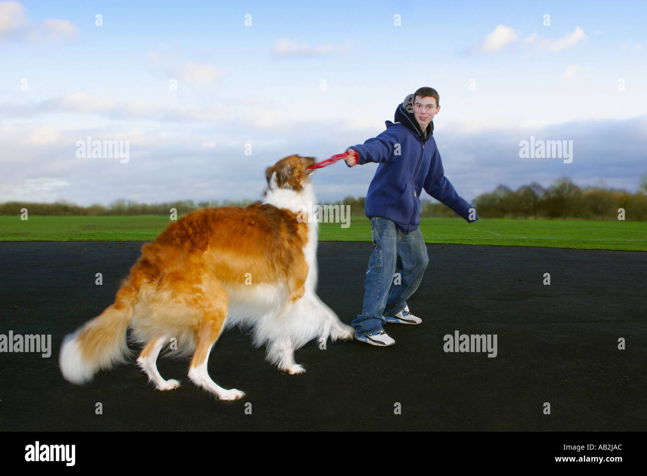 Borzoi walking hi-res stock photography and images - Alamy