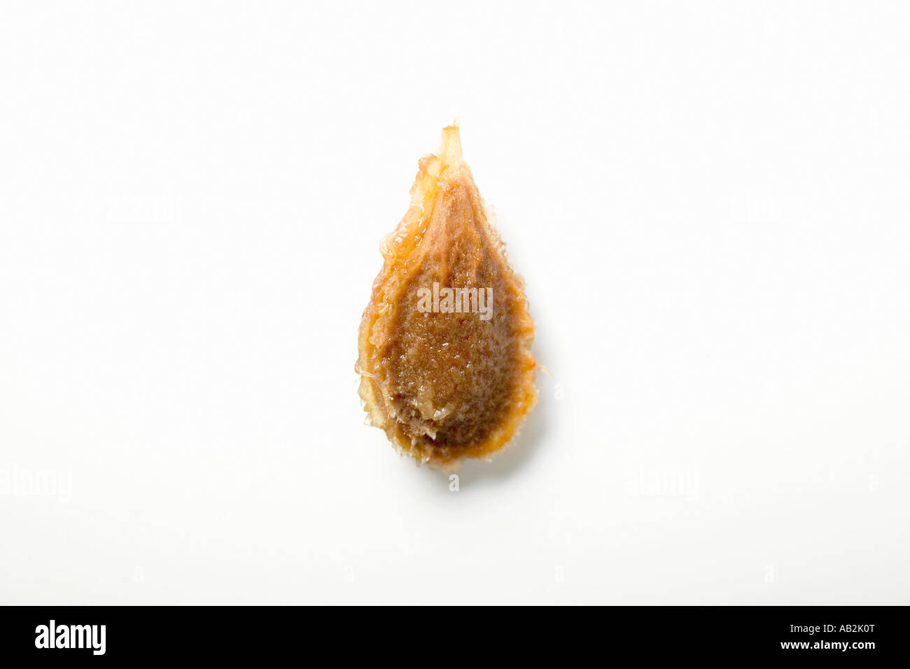 A damson stone FoodCollection Stock Photo - Alamy