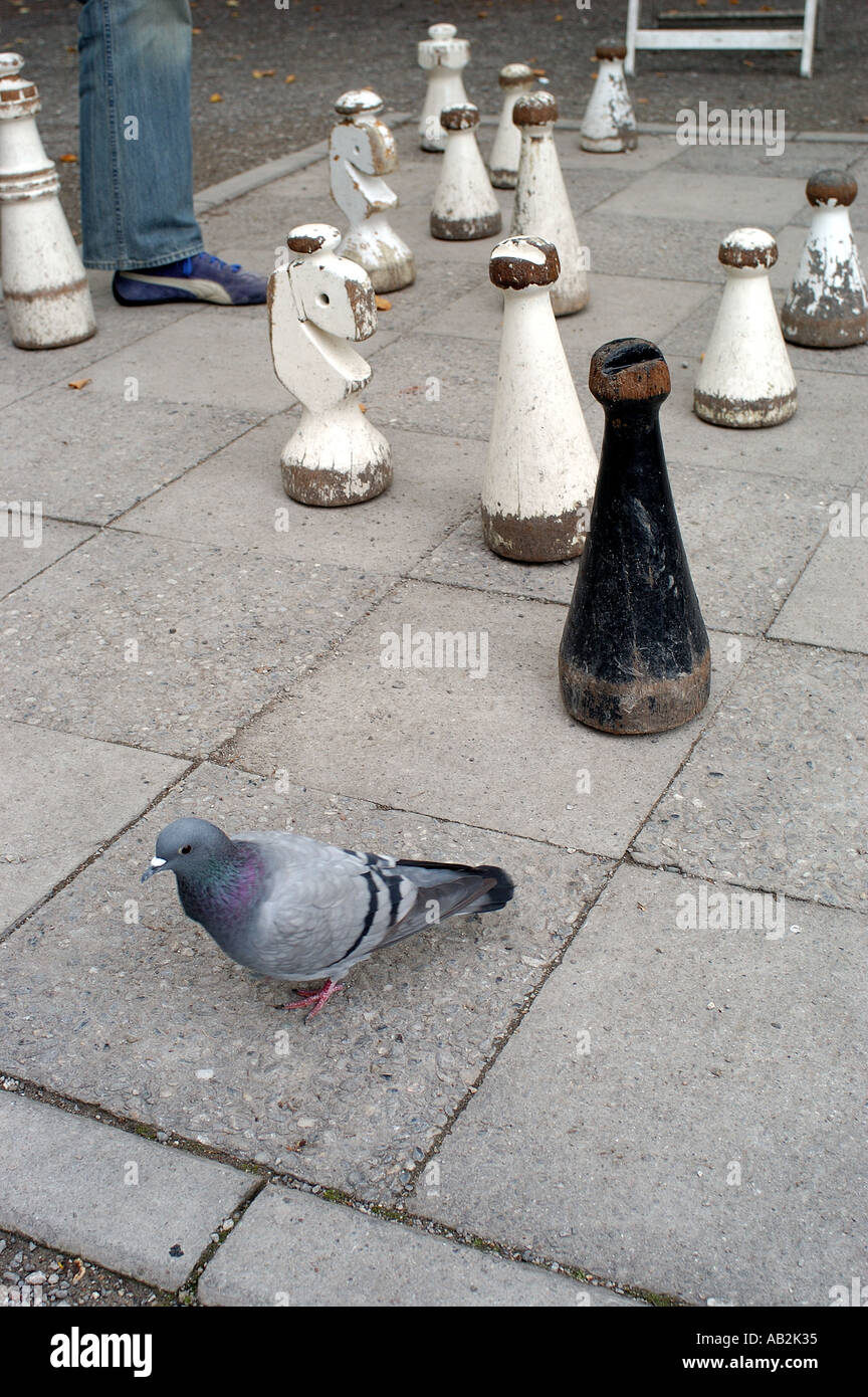 Pigeon joins in outdoor chess game Zurich Switzerland Stock Photo - Alamy