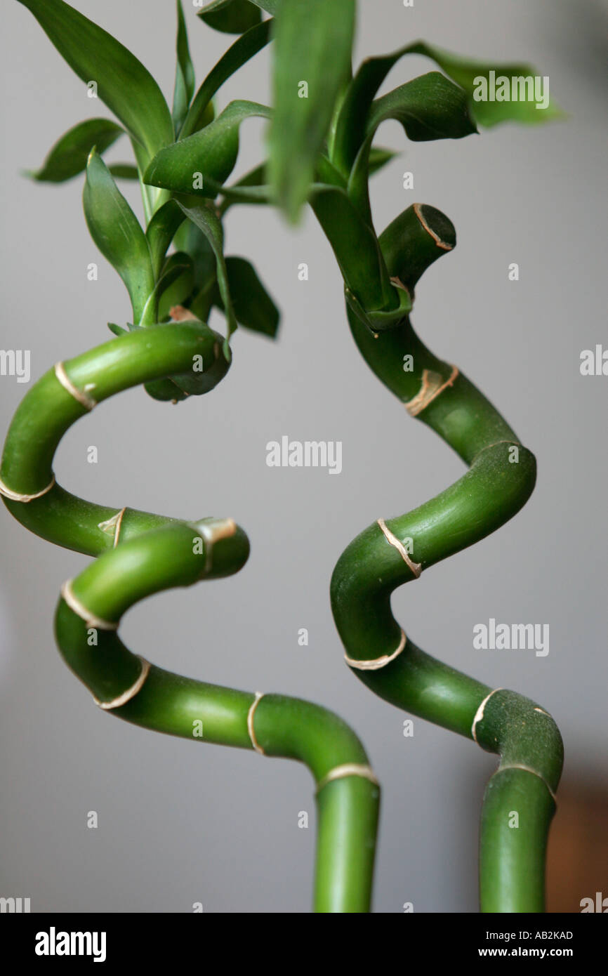 Lucky Bamboo Harmony Plant Stock Photo - Alamy