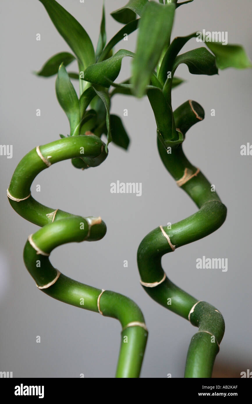 Lucky Bamboo Harmony Plant Stock Photo - Alamy