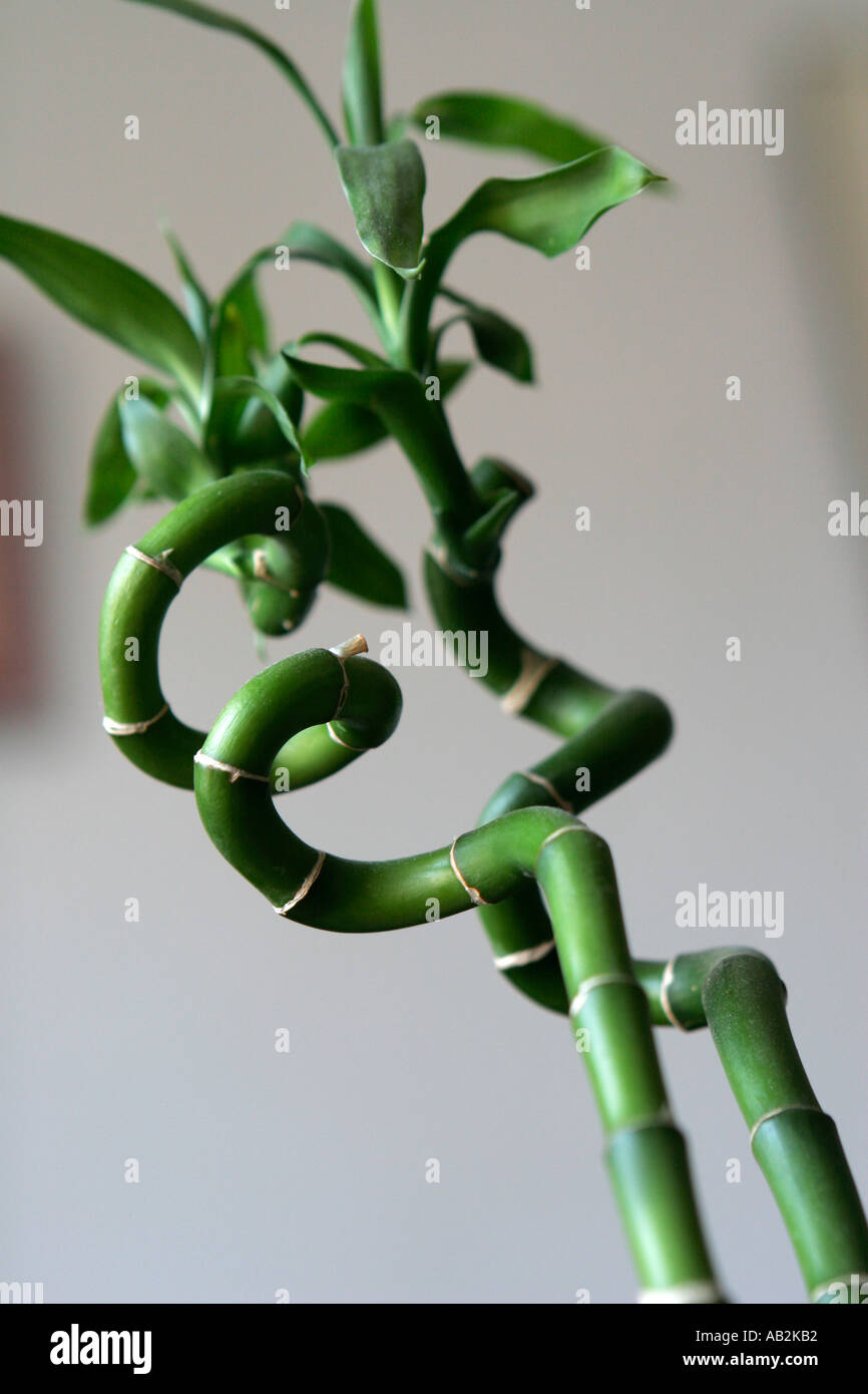 Lucky bamboo harmony plant hi-res stock photography and images - Alamy