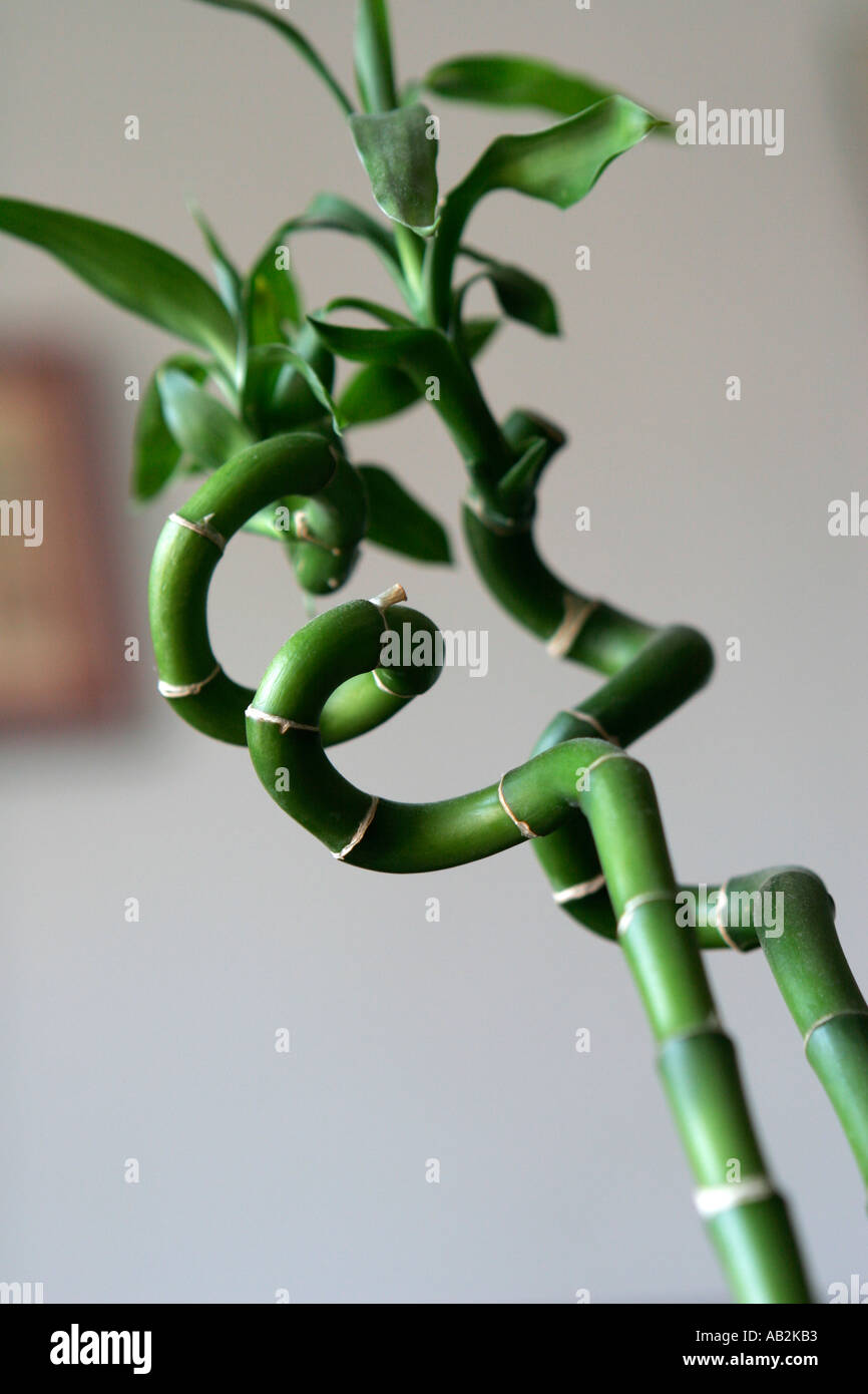Lucky Bamboo Harmony Plant Stock Photo - Alamy