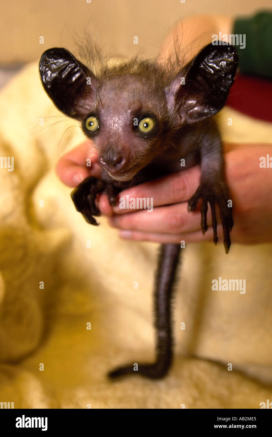 The first captive bred Aye aye in the uk Kintana at Bristol Zoo Gardens ...