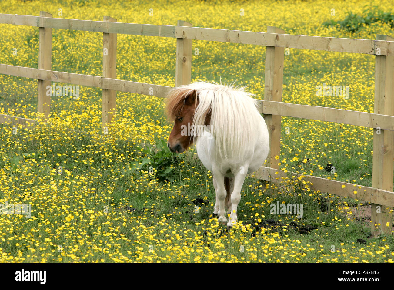 Pony foal little mammal farm animal domestic hoofed animal horse ...
