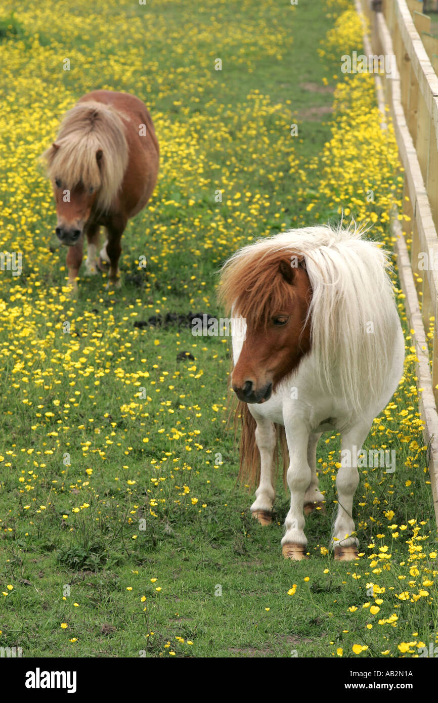 Pony foal little mammal farm animal domestic hoofed animal horse ...