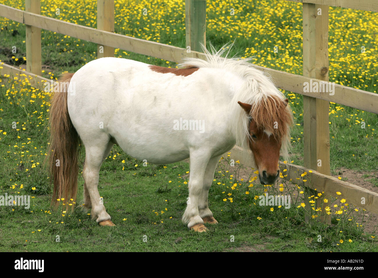 Pony foal little mammal farm animal domestic hoofed animal horse ...