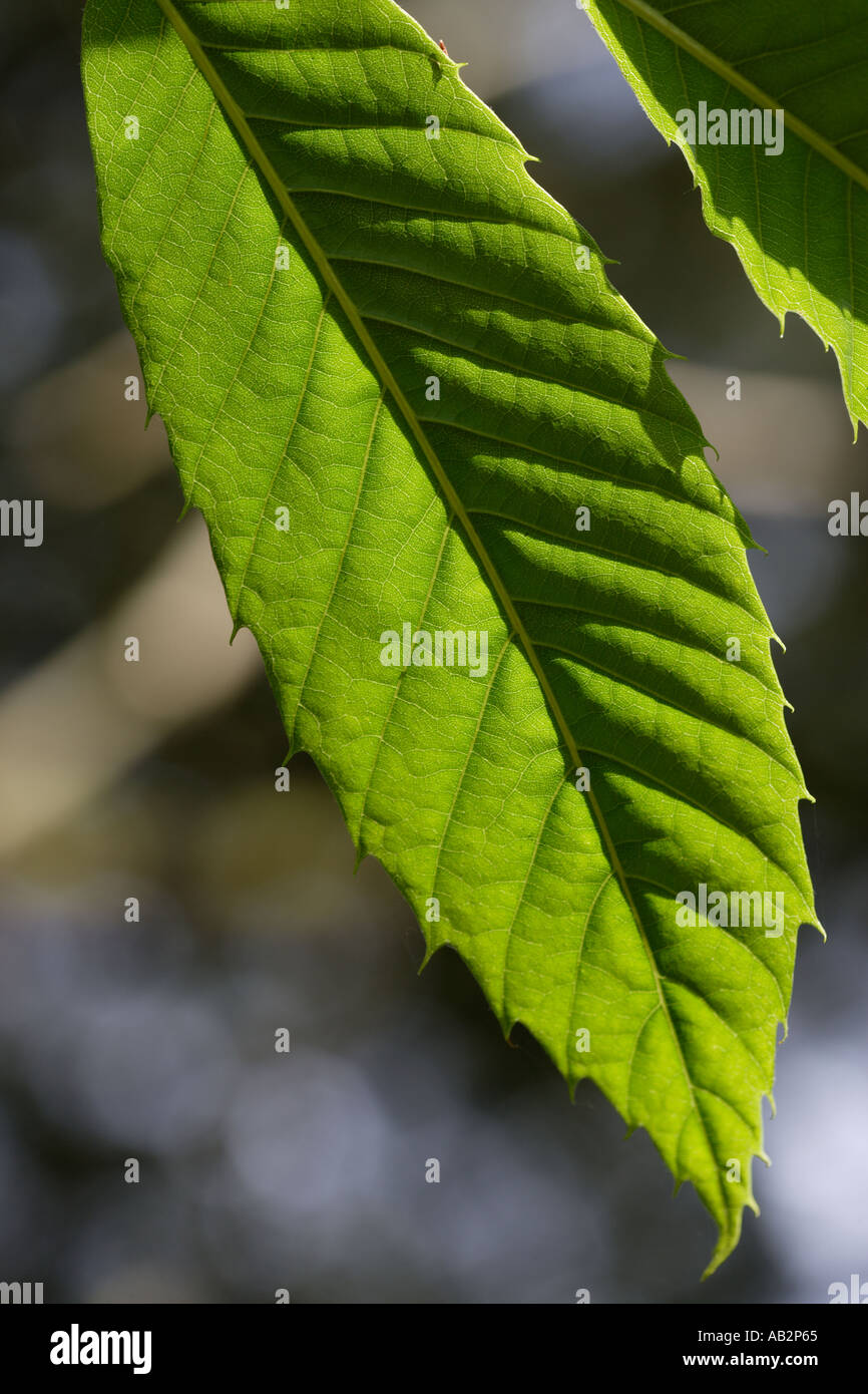 Chestnut tree leaf Stock Photo - Alamy