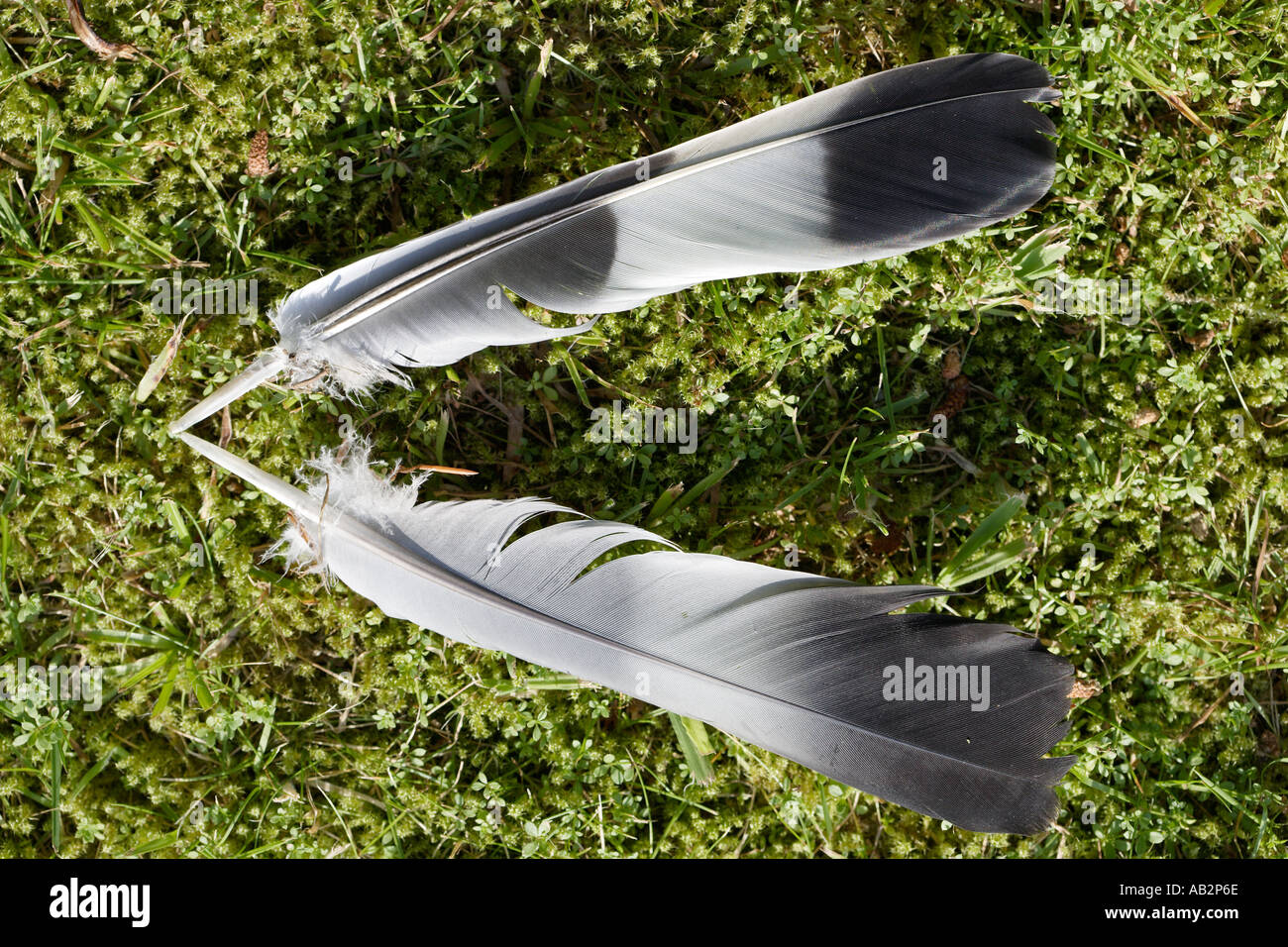 Pluma feather hi-res stock photography and images - Alamy