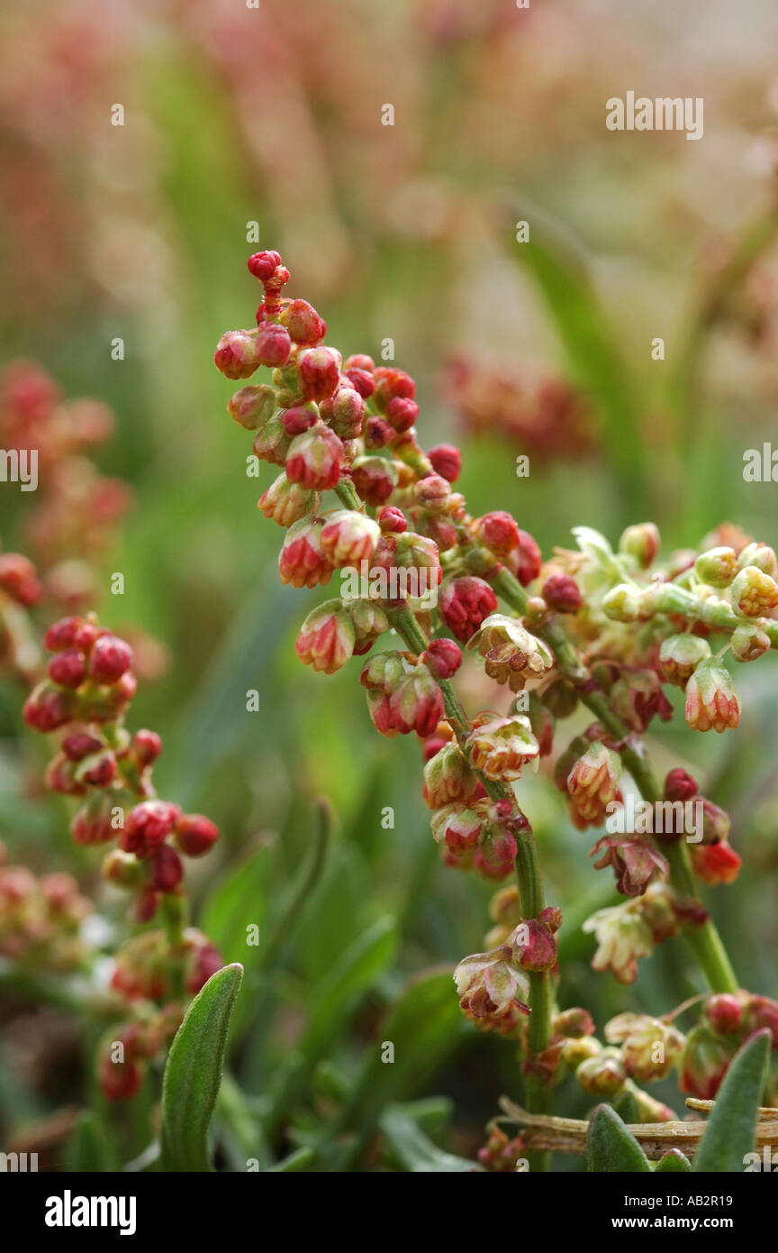 Common Sorrel Flowers on Greenham Common Air Base Stock Photo - Alamy