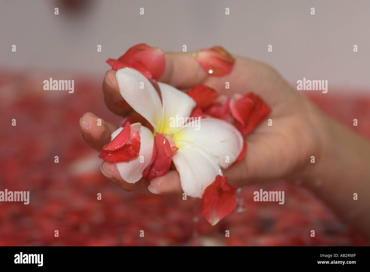 hand holding petals in the water Stock Photo - Alamy